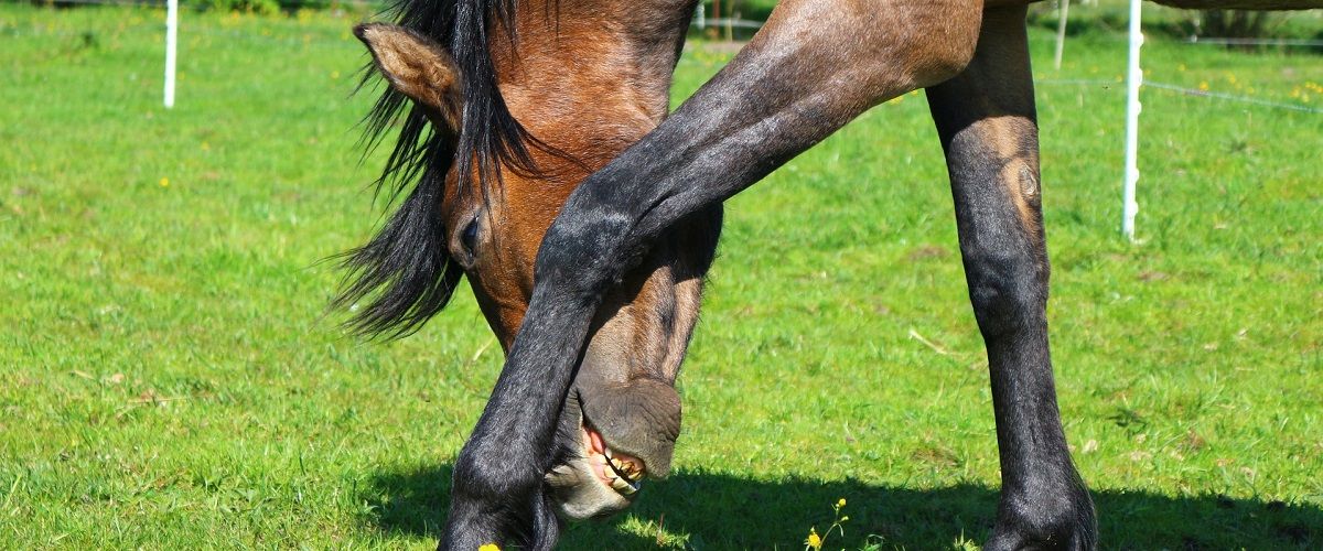 Dr. Schaette Pferd | Herbstgrasmilben